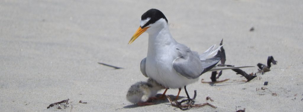 El Charrán mínimo (Sternula Antillarum) – Pro Esteros